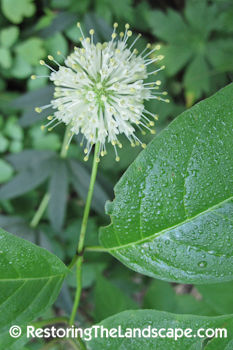 Restoring The Landscape With Native Plants: Native Plant of the Week ...
