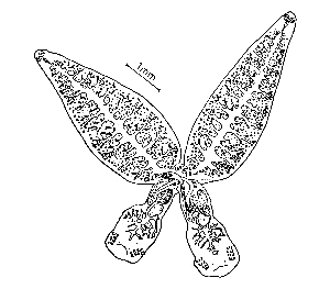 BIENVENIDOS A DETALLES Y NOVEDADES: LOS PARASITOS EN LOS PECES ...