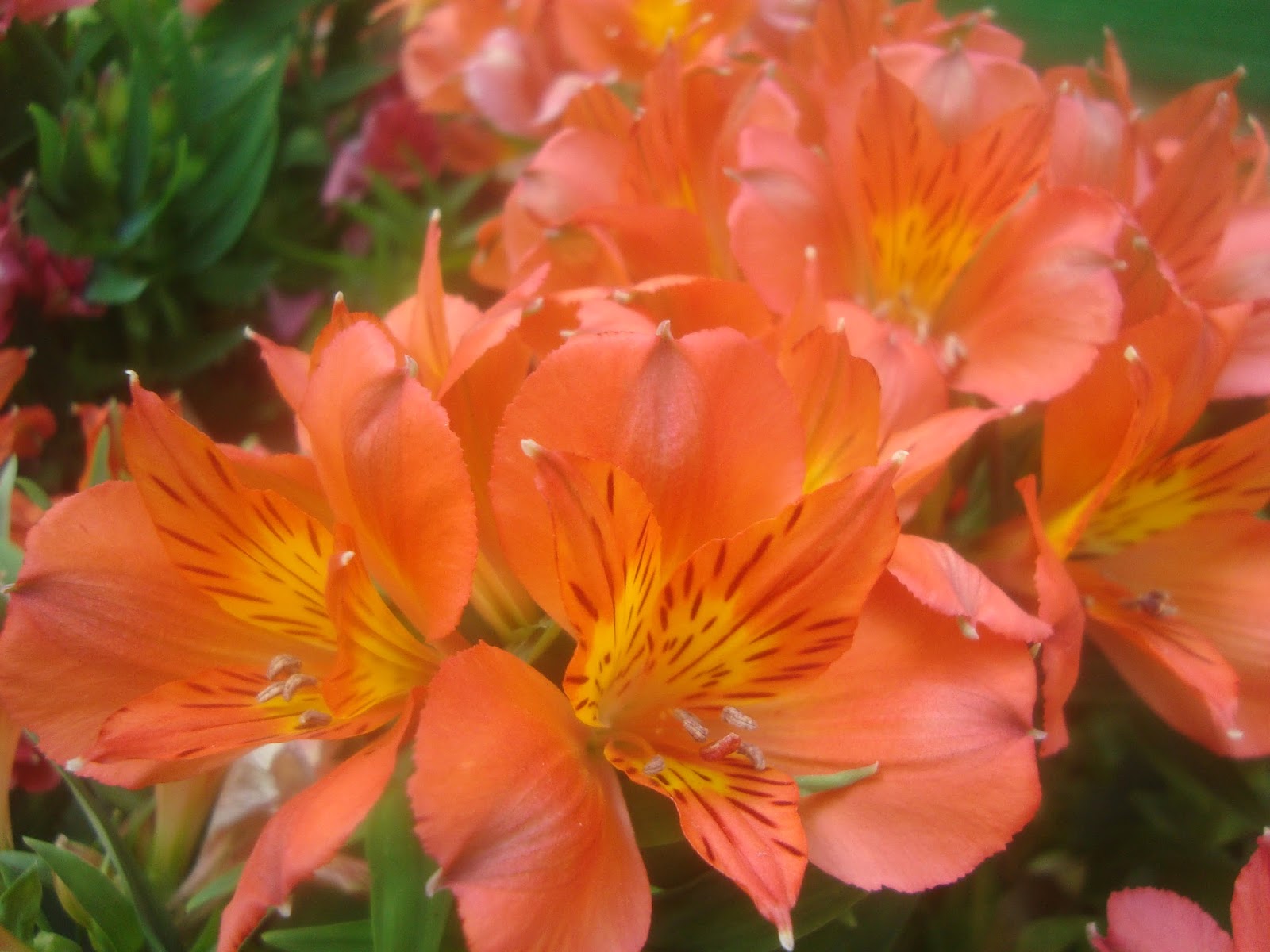 purpura: LA LEYENDA DE LA ROSA INCA.