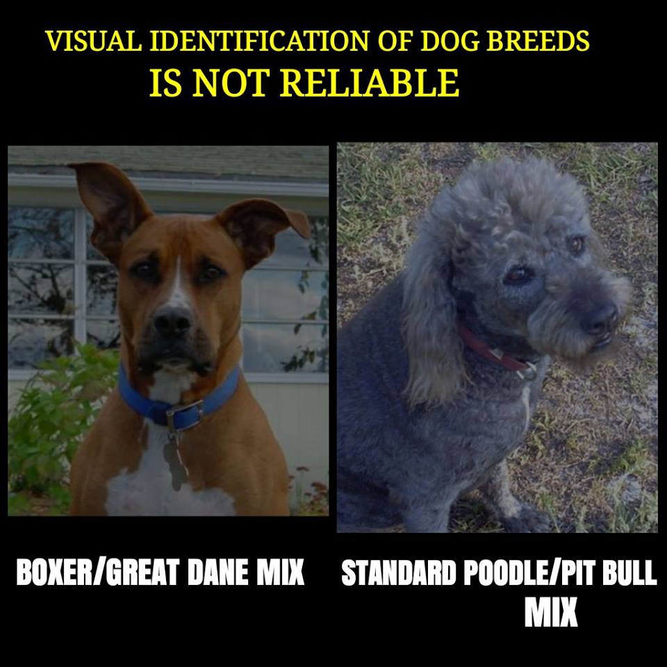 The Anti Breedism Alliance: DOG BREED SPECIFIC LEGISLATION: THE COST TO ...