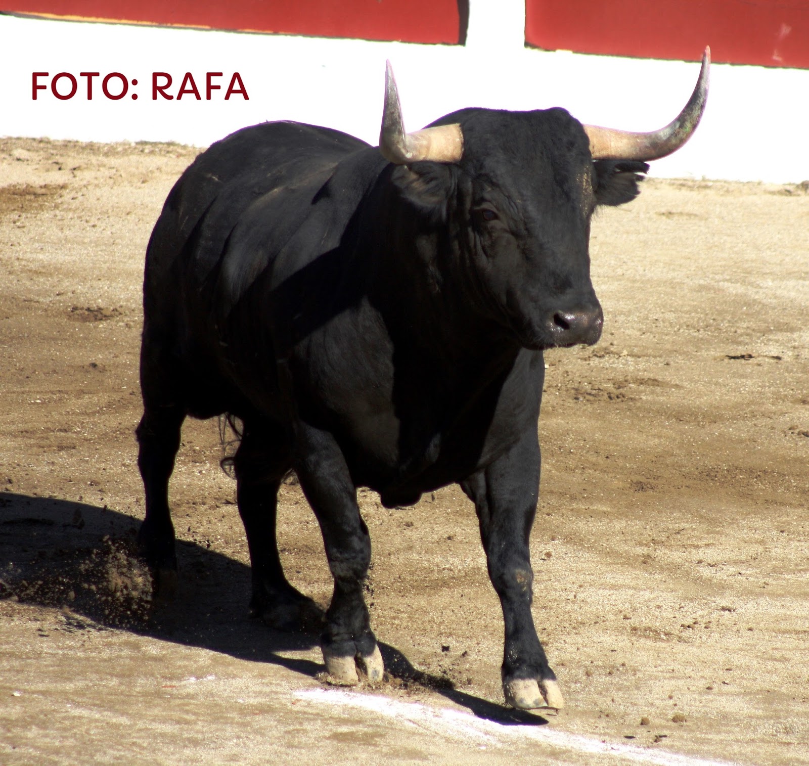 Toreo en Red Hondo: CÉRET DE TOROS, 2017 (3): SALTILLO