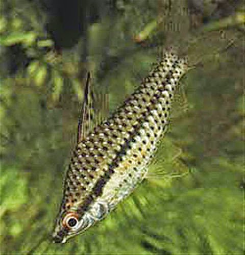 HEADSTANDER FISH photos - wallpapers | the fun bank