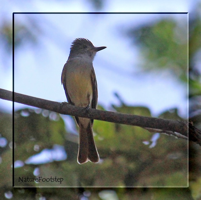 NatureFootstep Birds in Costa_Rica: Yellow-olive Flycatcher ...