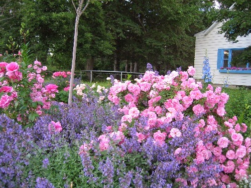 Fields of Basil: Come over and play in my front garden.