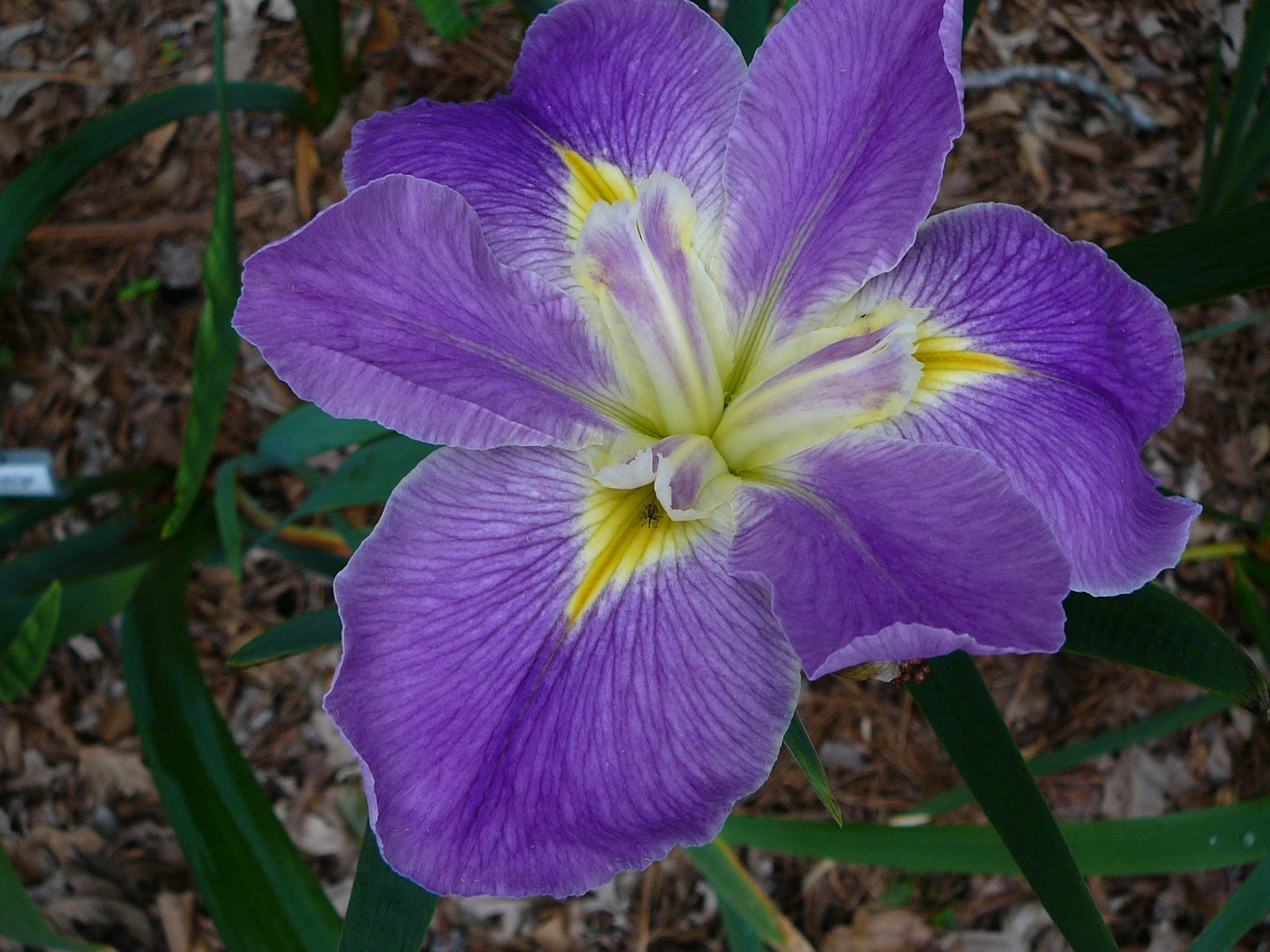 World of Irises: LA Irises, The Wildflower of the State of Louisiana