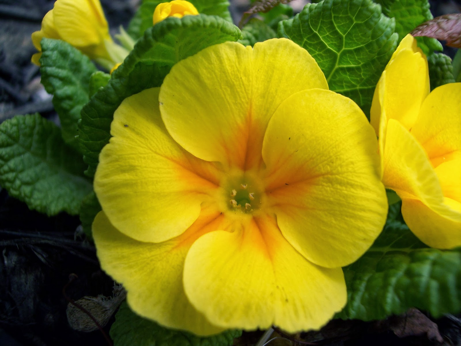Flower Homes: Primula Vulgaris Flowers