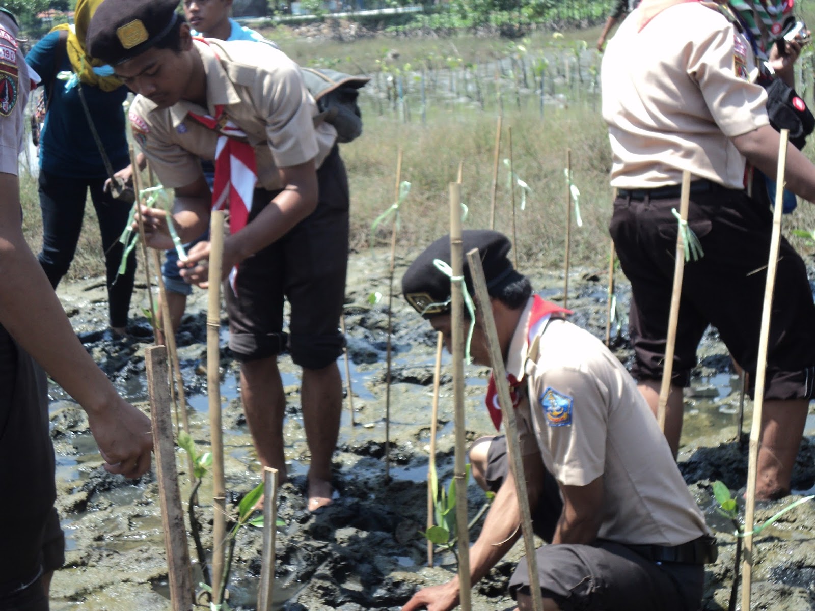 Adib Ahkami: MENGENAL EKOSISTEM MANGROVE Adib Ahkami: MENGENAL EKOSISTEM MANGROVE