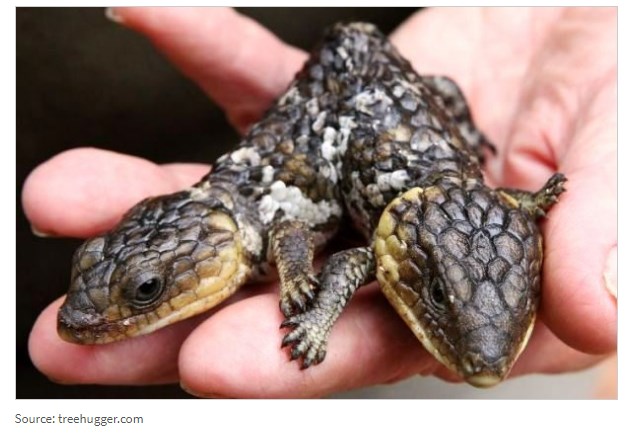 25 Hewan Mutan Yang nyata Ada di dunia - SEGALA FAKTA