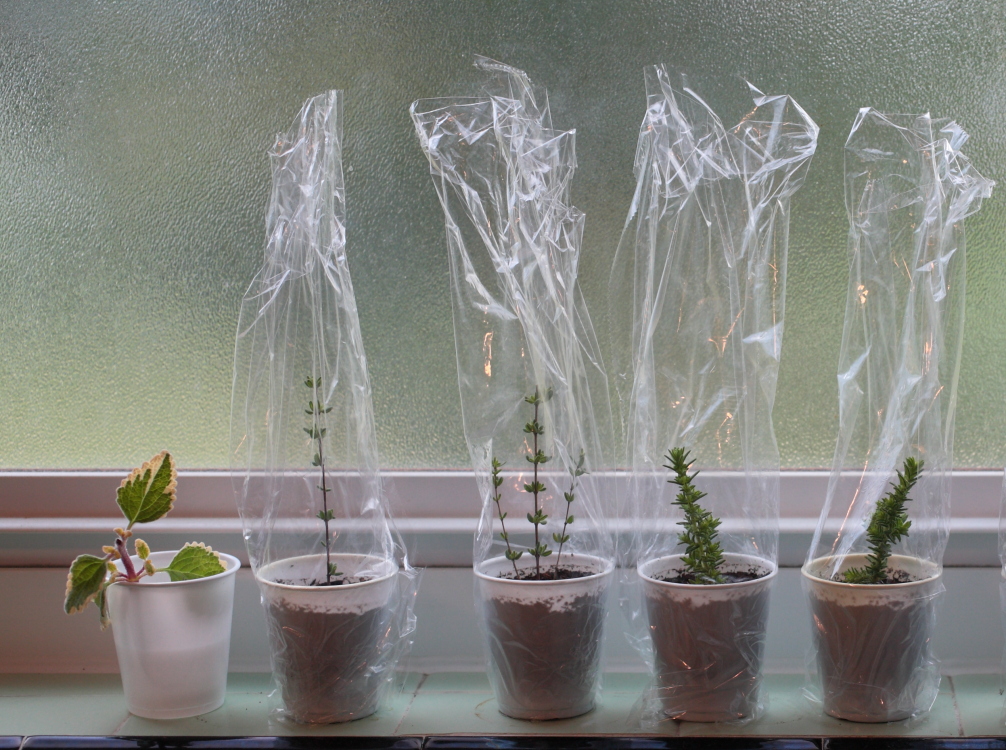 Rufino Osorio: Cuttings