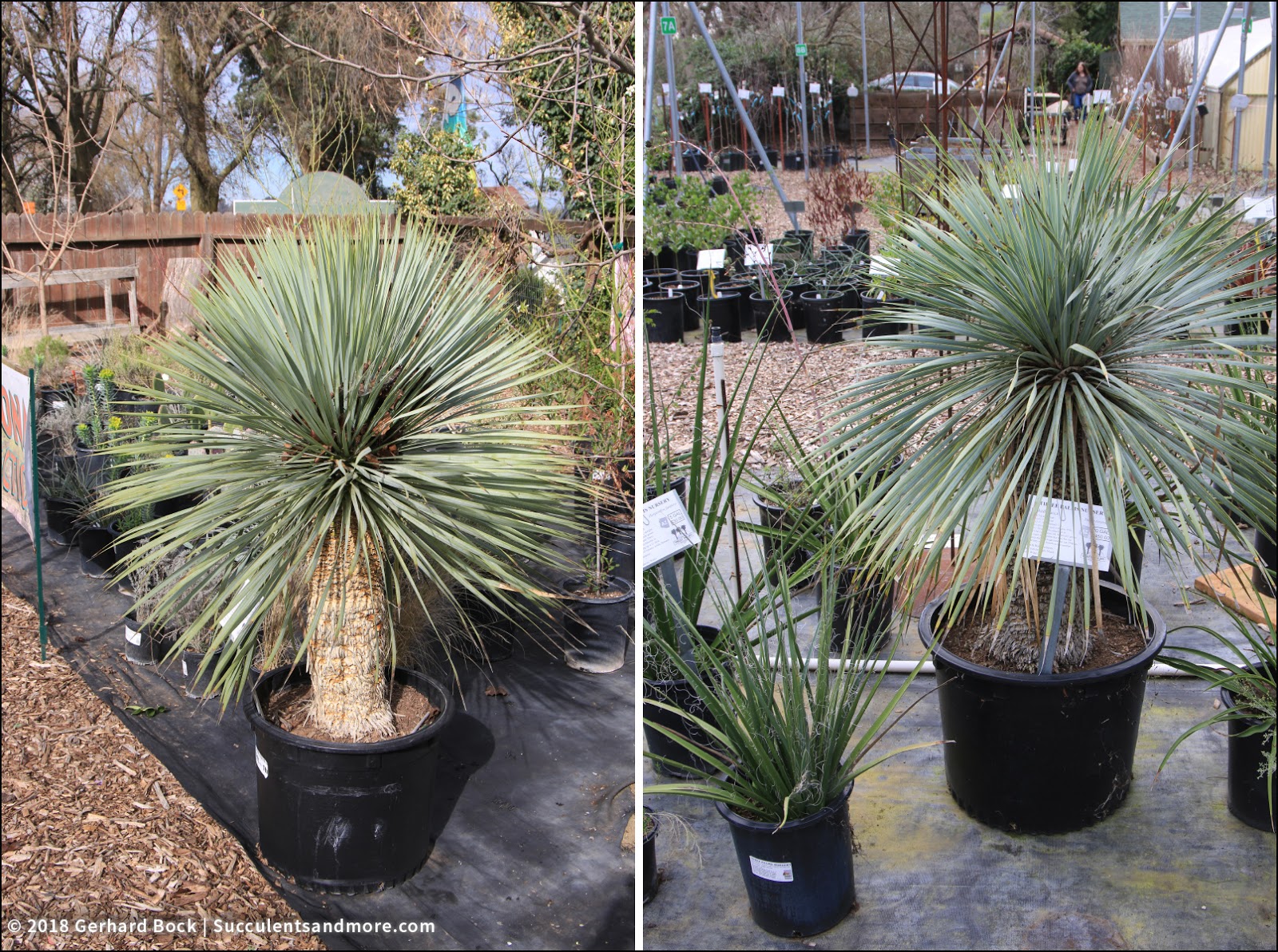 Three Palms Nursery: a horticultural treasure in my own backyard