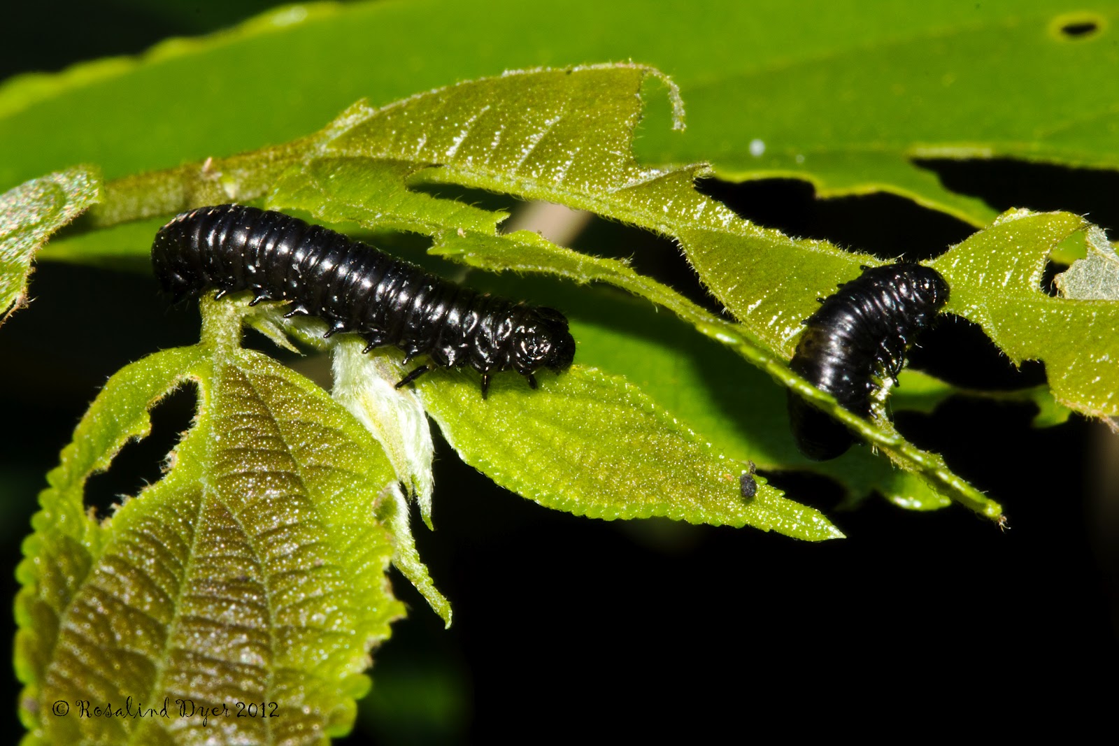 366 days by monthy themes: day 42, 11th Feb Black grubs