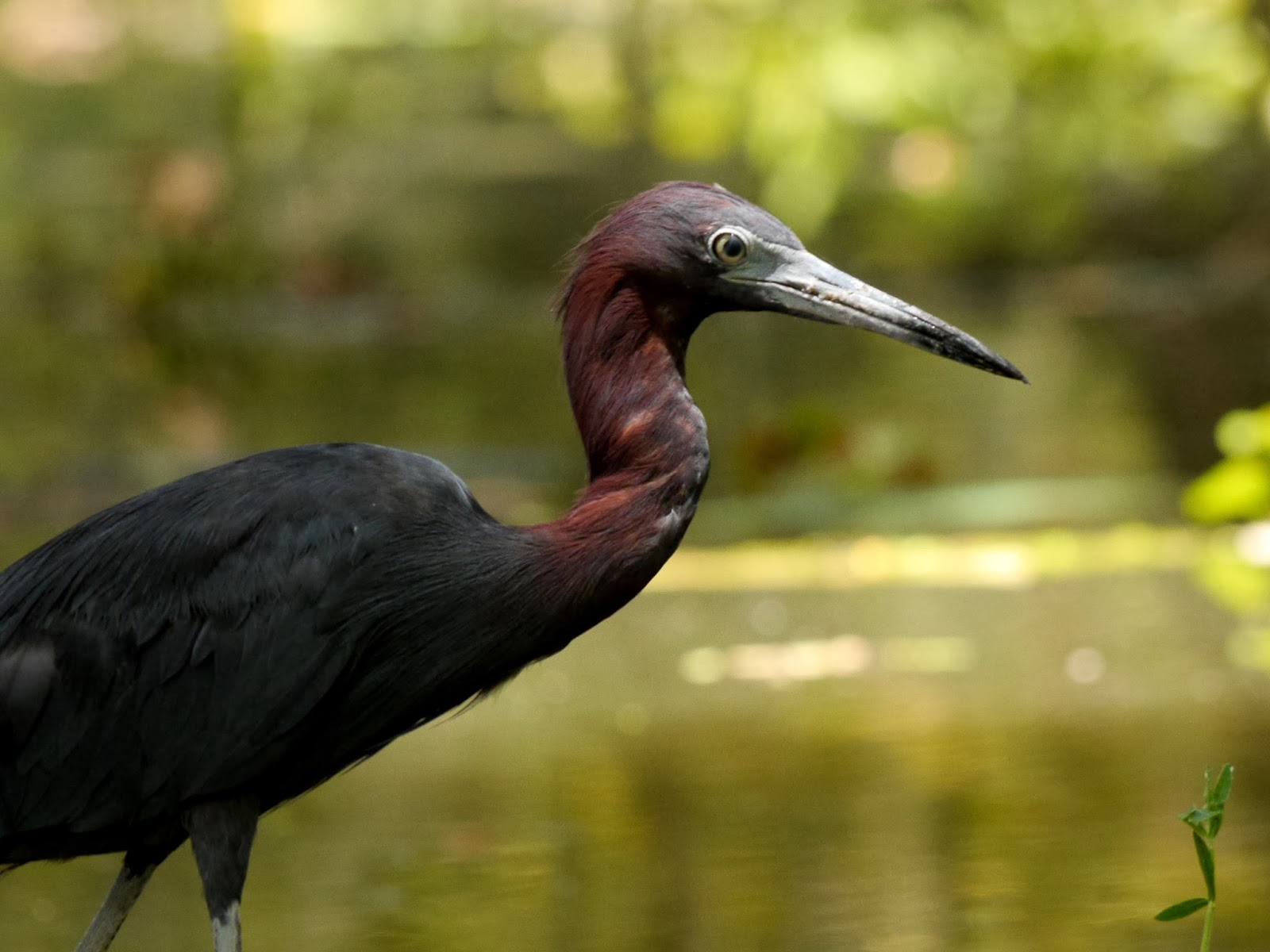 See Jane Bird. Bird, Jane, Bird.