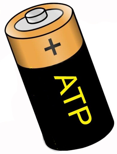 Respiracion Celular: RESPIRACION CELULAR