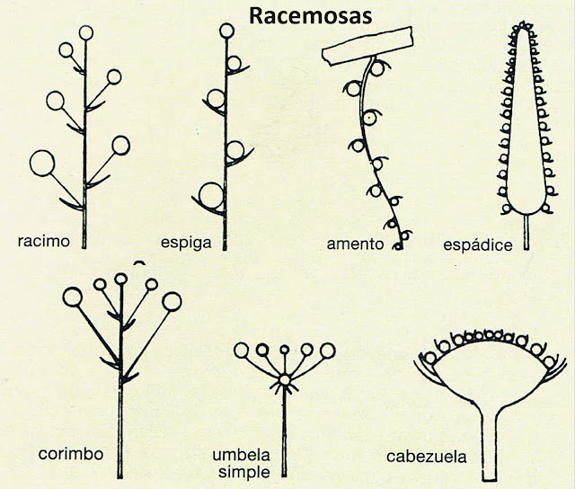 arbustosensevilla-encinarosa: GLOSARIO