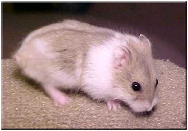 Jenis & Ciri2 Hamster Campbell | Bijou Hammie Land