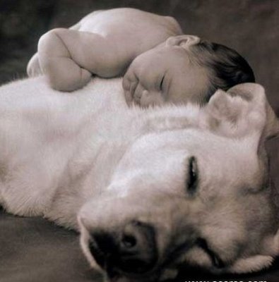 Cachorros,um amor de companhia.: Cachorro & bebê