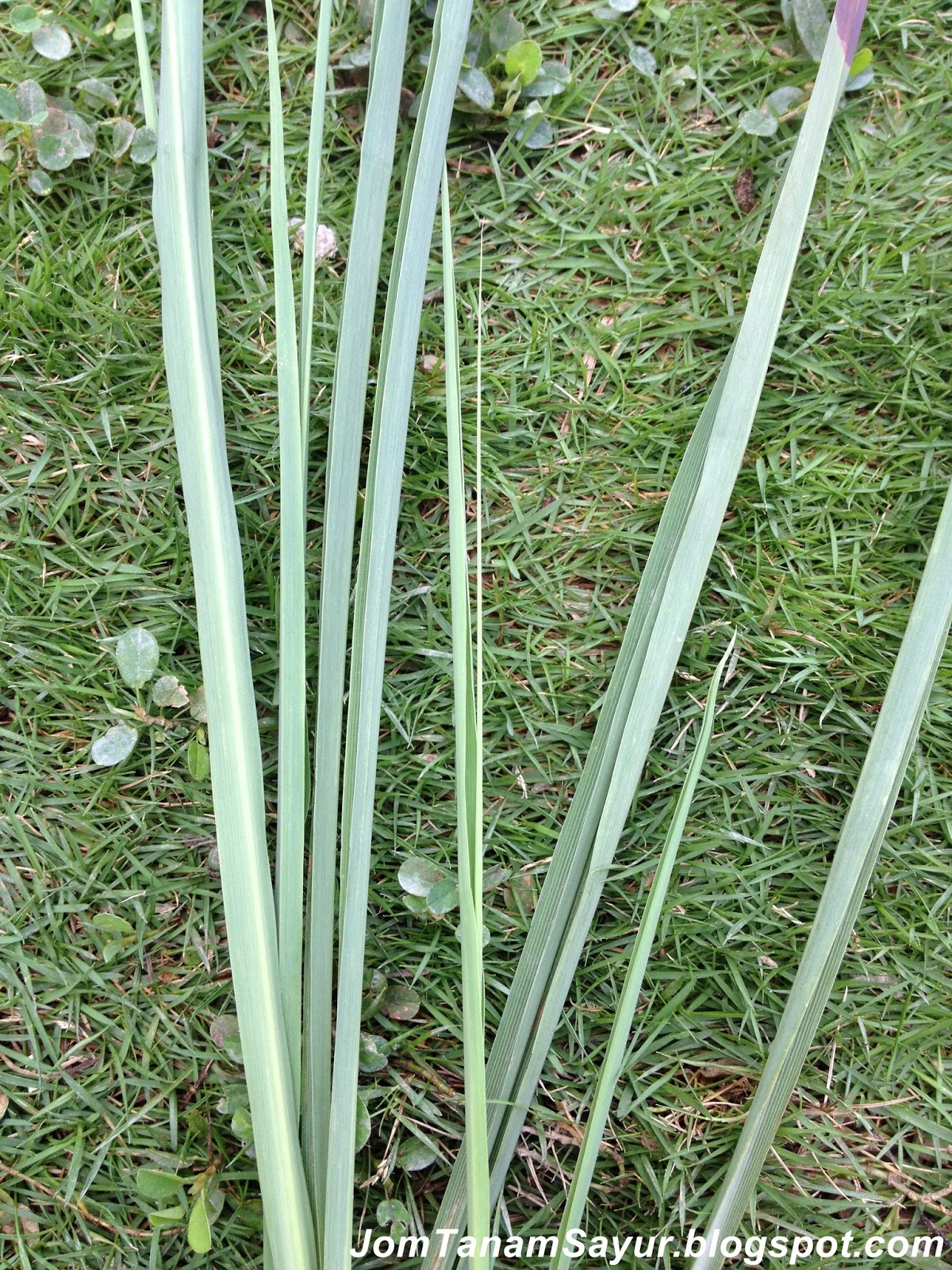 Jom Tanam Sayur ( JTS ) : Morfologi : SeraiJom Tanam Sayur (JTS)- Tanam ...