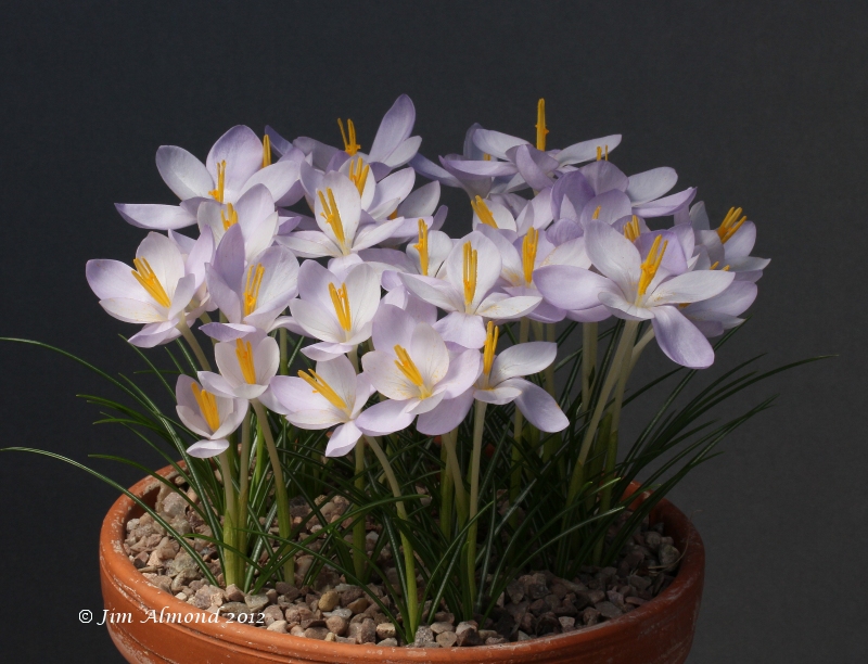 Alpines for the Enthusiast: AGS Loughborough Autumn Show