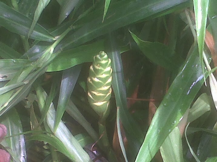 Budidaya Jahe Merah dalam Polybag: Foto Bunga Jahe