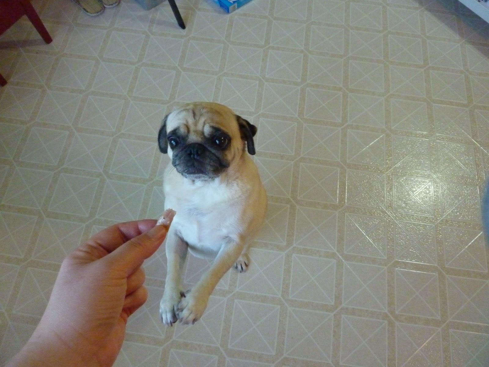 Lil Smug Pug: Happy Thanksgiving!