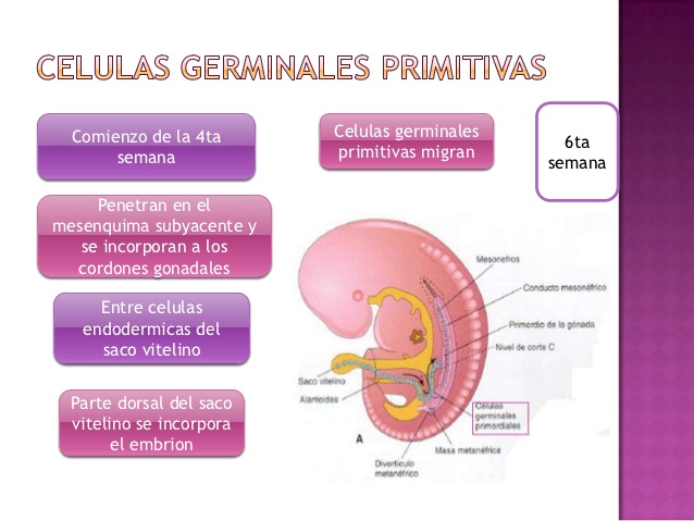 Histoembriología: Aparato Reproductor.