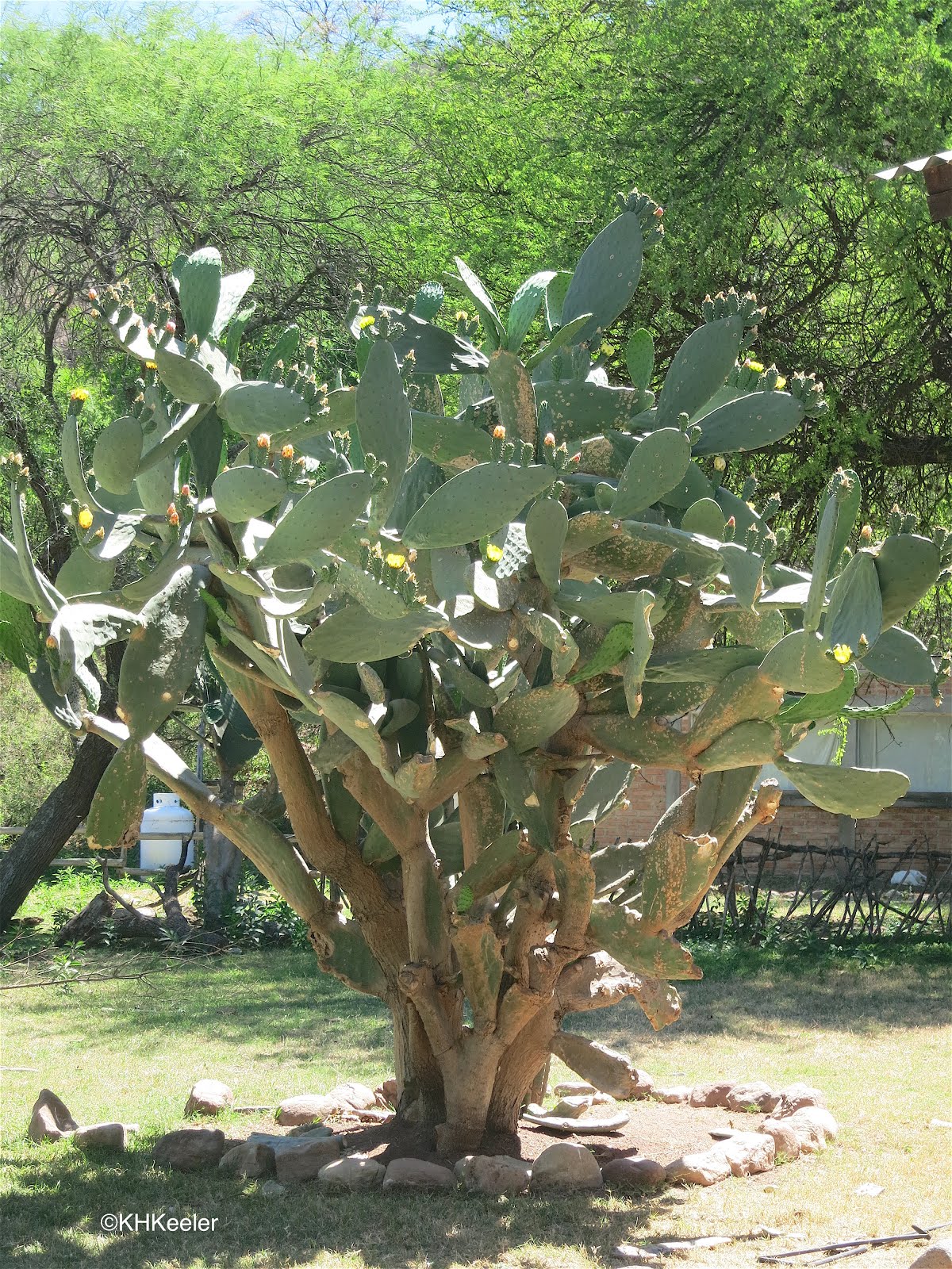 A Wandering Botanist: Plant Story--More on Prickly Pear Cacti, Flowers ...