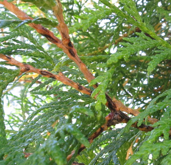 Nadezda's Northern Garden : Thuja Disease