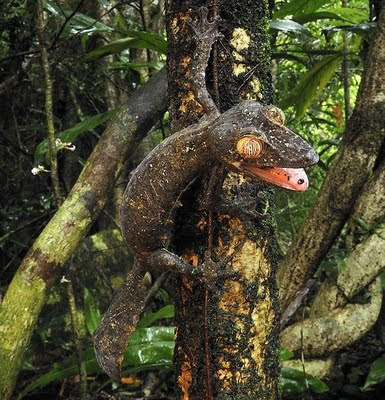 BIOLOGI GONZAGA: ADAPTASI TINGKAH LAKU