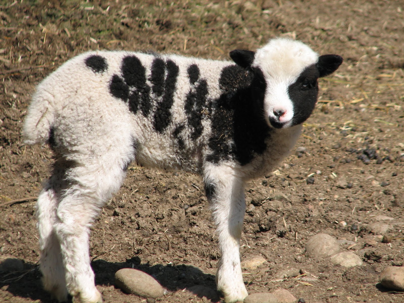 Red Dog, Spotted Sheep: May 2011