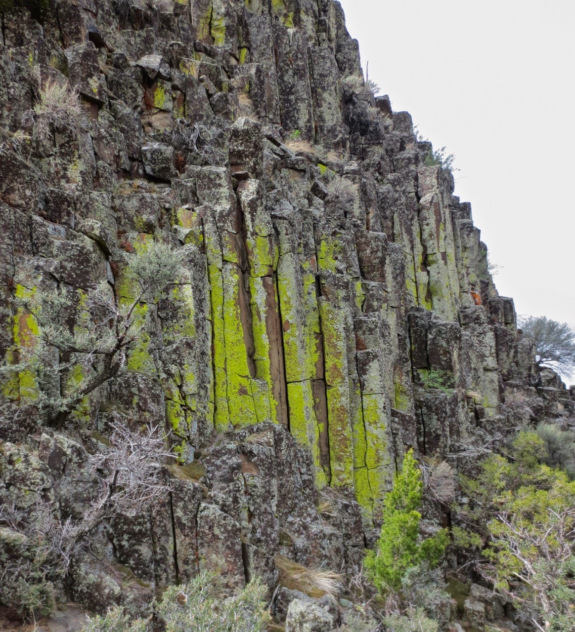 EcoRover: Springtime on Montana's High Desert: Wildflowers, Geology ...