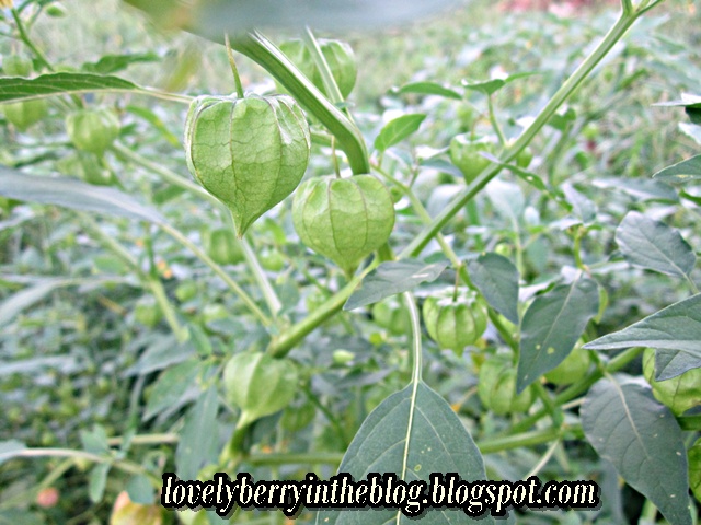 lovely: pokok letup-letup