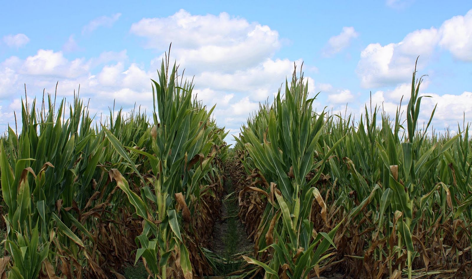 Southern Lagniappe: A Visit to a Corn Field
