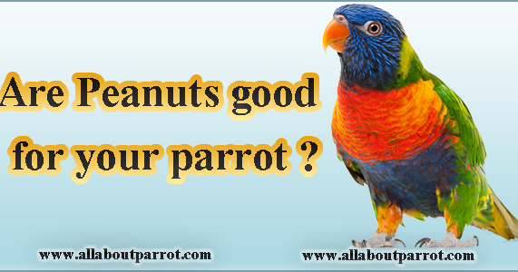 Are Peanuts good for your parrot? - All About Parrots