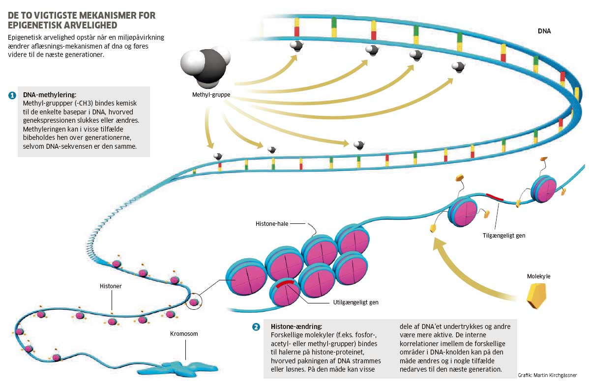 Ekologisk livsstil - hälsa och skönhet: januari 2012