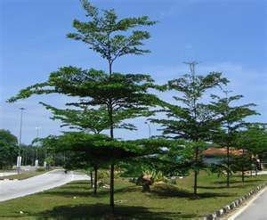 Tanaman Penghias Laman: Pokok Naungan