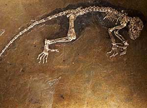 Apa yang Dimaskud Fosil? - bigcendol