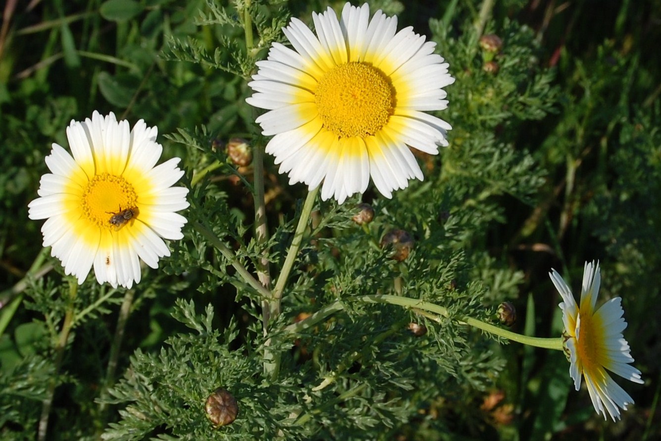 Plantas: Beleza e Diversidade: Malmequer (Glebionis coronaria)
