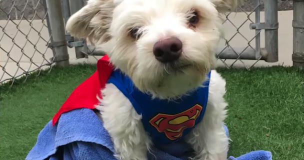 .: Dog Given Up Because He Couldn’t Use His Back Legs Wants His Old ...