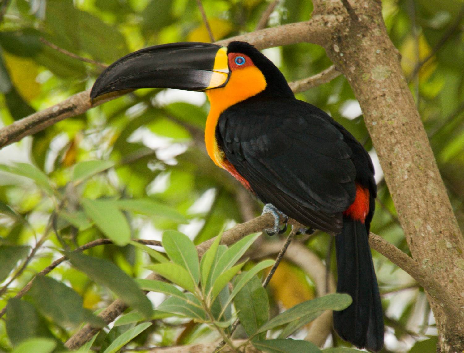 Parques Naturais do Rio de Janeiro