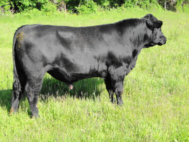 PEI Angus Association: Worth-a-bit Angus Bull for Sale