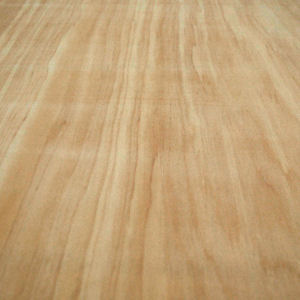 AGATHIS - O REI DA LES PAUL