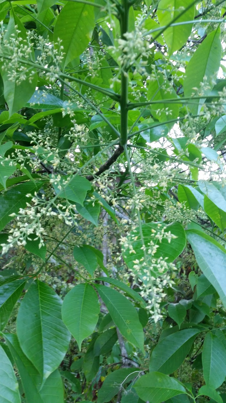 Warisan Petani: WW 78 : Bunga Pokok Getah