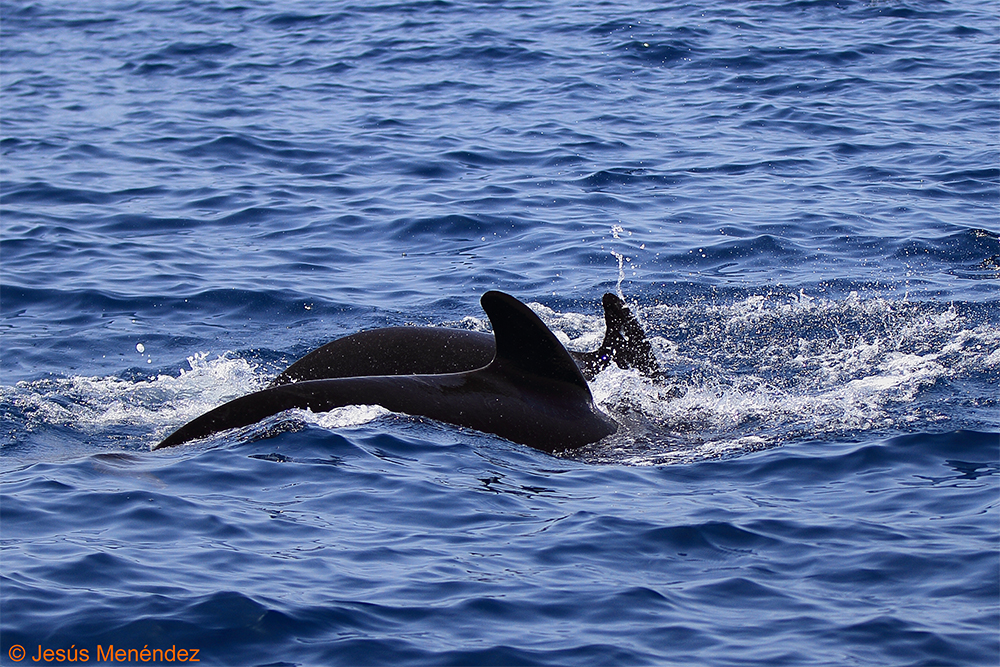 © DEMENCIA ORNITOLOGICA 43º23´N 3º13´W: Calderón común. Globicephala ...