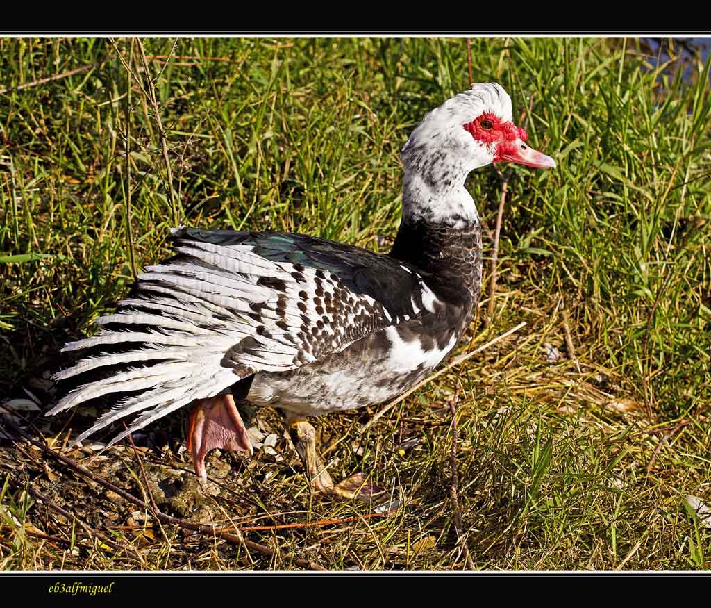 MIS AMIGAS LAS AVES: El pato criollo, pato mudo o pato almizclado ...
