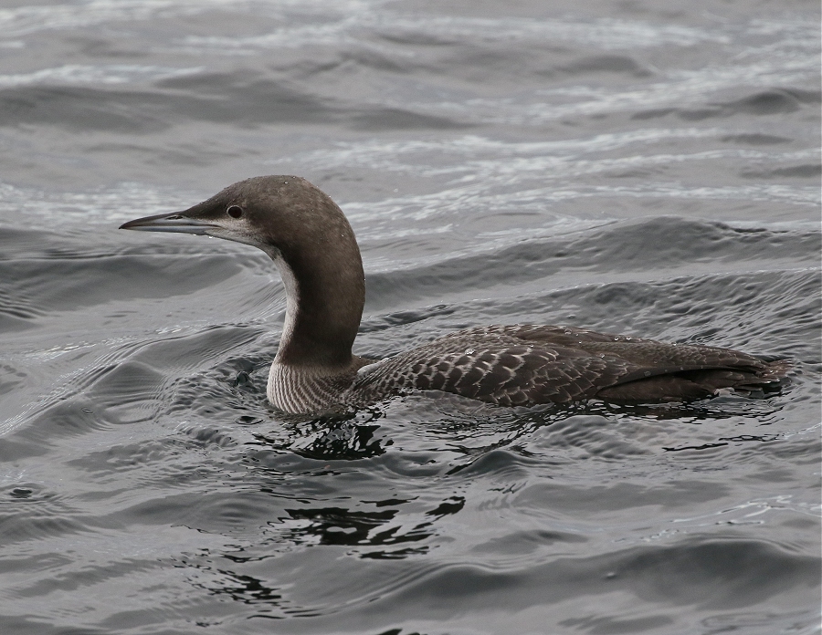 Powell River in Photos: Pacific Loon