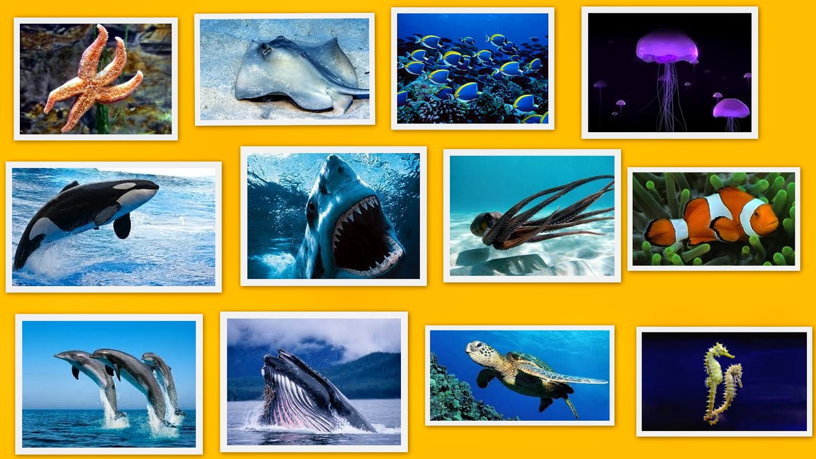 MEJORES PLAYAS DEL MUNDO: Collage de animales marinos.