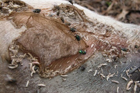 Desde las gavetas de mi escritorio: Los insectos: ayudantes del ...