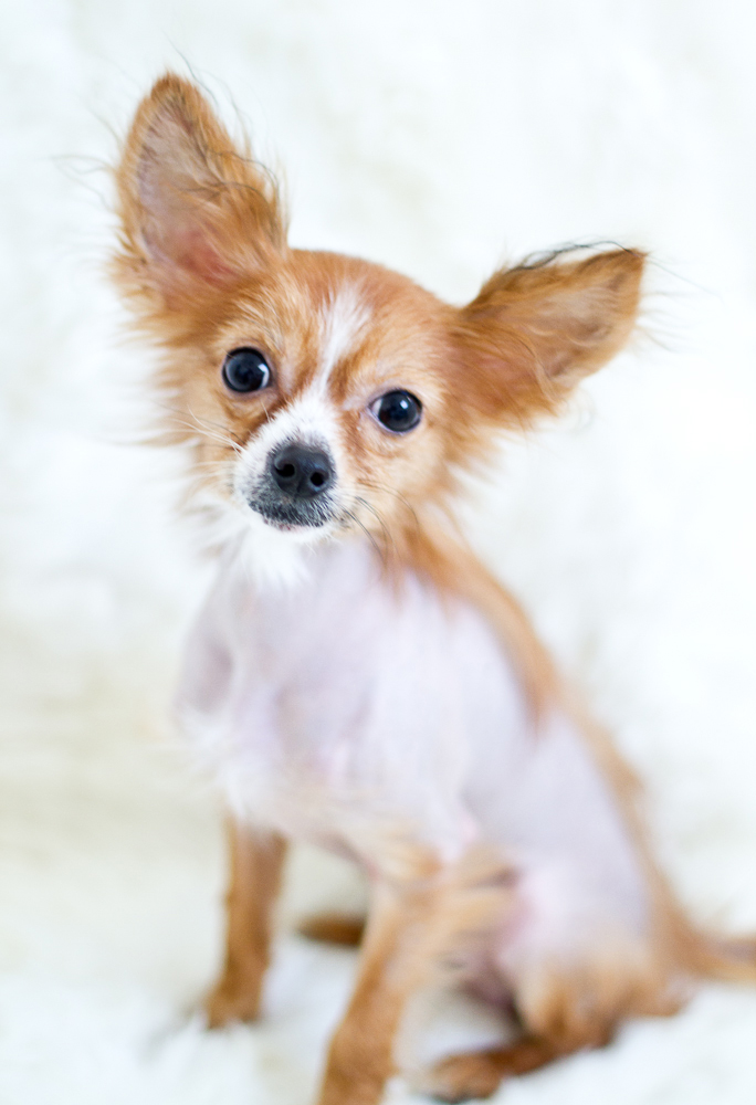 Villa14: Kinesisk Nakenhund / Chinese Crested Dog