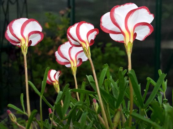 Candy Cane: Candy Cane Flor