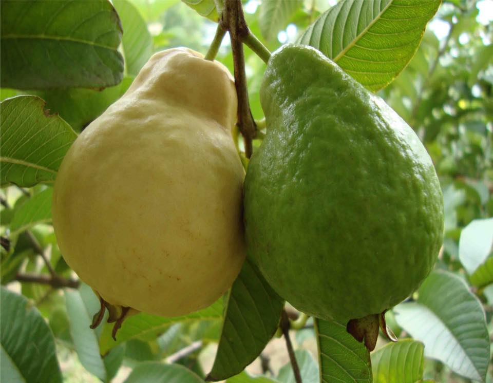 MAISHA NA MAFANIKIO: HAYA MATUNDA NI MATAMU SANA....YANAITWA MAPERA